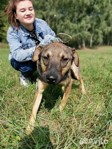 Собаки из приюта в заботливые руки
