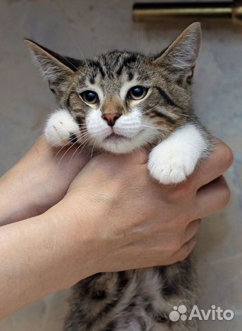 Вася, Вася, Василек) малыш в дар