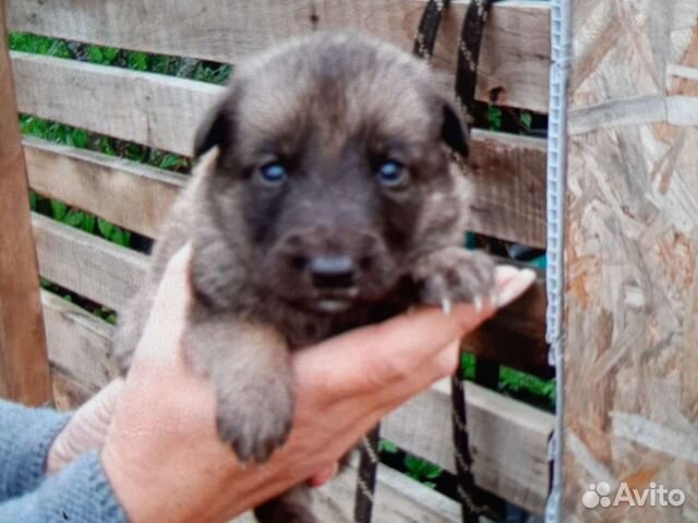 Щенки немецкой овчарки длинношерстной