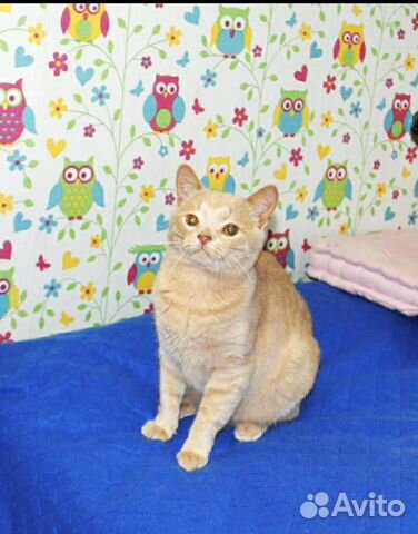Уникальный котик, 8 мес, на ваш диванчик