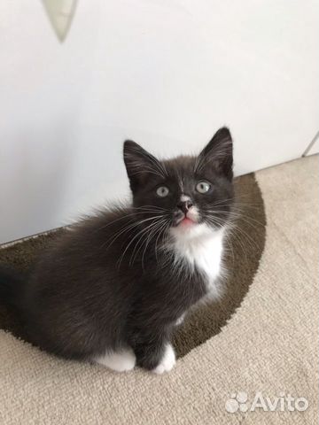 Котята Маркиз и Коржик в добрые руки