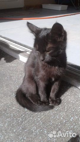 Котята Кошка и Котик