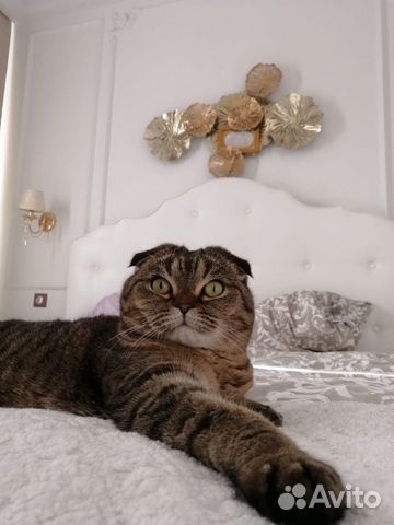 Шотландская вислоухая кошка