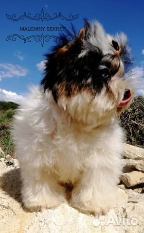 Бивер йорк голубоглазый