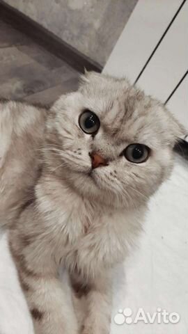 Шотландский вислоухий кот