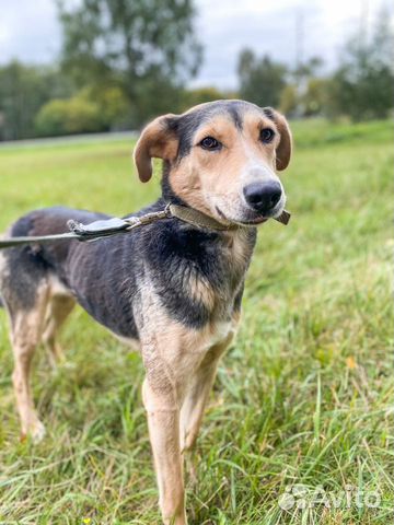 Собака похудела в приюте А впереди холодная зима