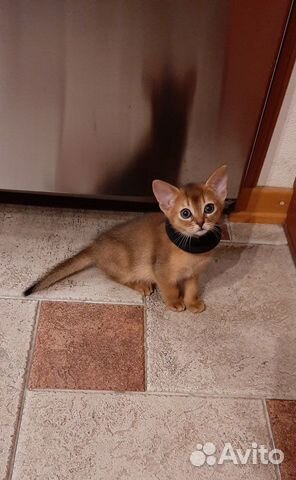 Девочка абиссинка