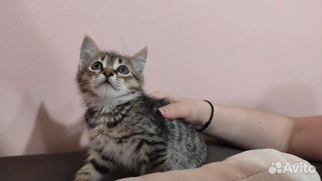 Кошка в дар