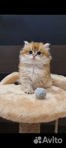 Ny12 Золотая шиншилла с родословной