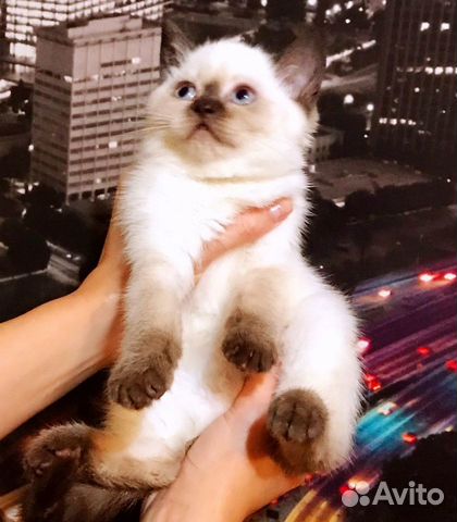 Белые голубоглазые ангелочки котик и кошечка