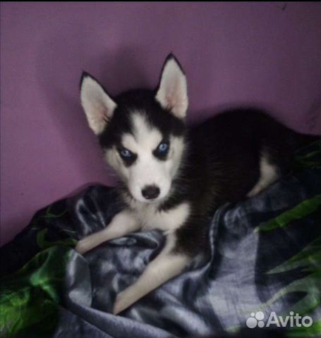 Сибирский хаски