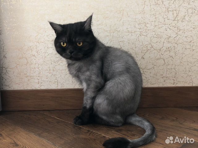 Кот антистресс