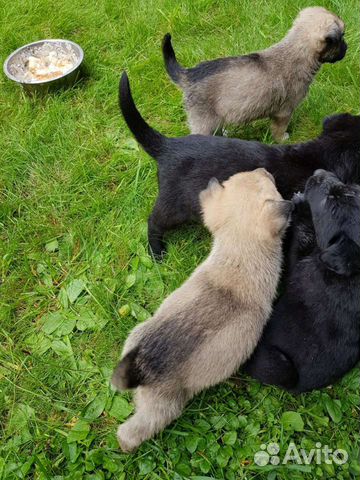 Щенки бесплатно