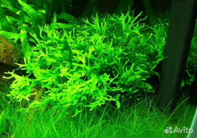 Растения аквариумные