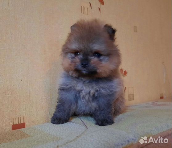 Мальчик померанского шпица