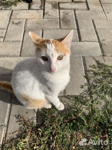 Кот хороший