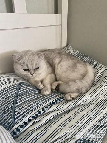 Британская кошка травокурка