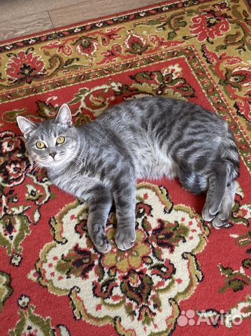 Ищу семью для котика