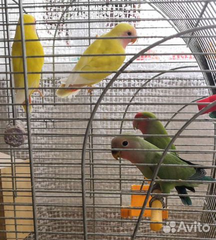 Попугай неразлучники