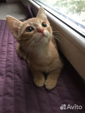 Лукас, 2 месяца, в добрые руки