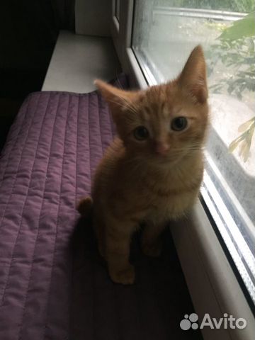 Лютик, 2 месяца, в добрые руки