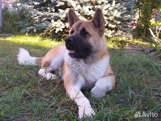 Американская Акита