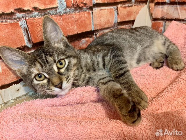 Котенок девочка Кася 3,5 мес