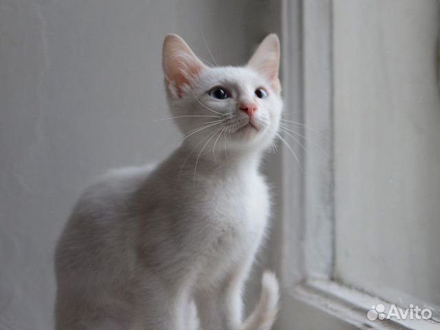 Кошки в добрые руки