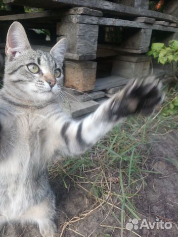 Полосатенький котенок в дар хорошим людям