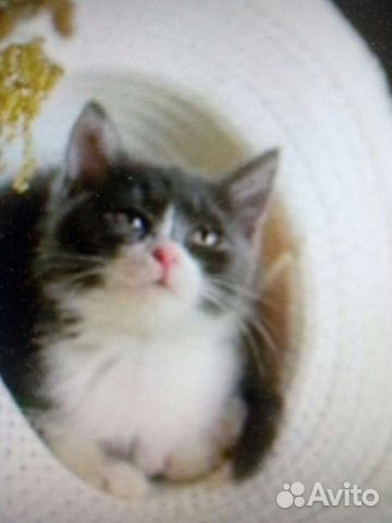 Котята девочки -лапочки