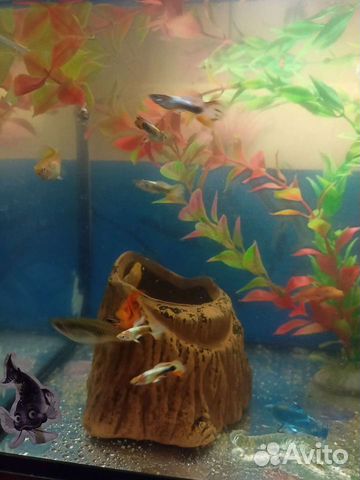 Продам гупиков