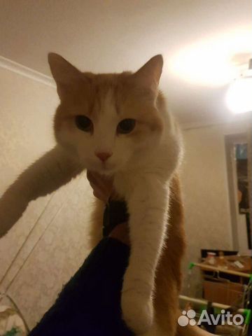 Кошка в дар