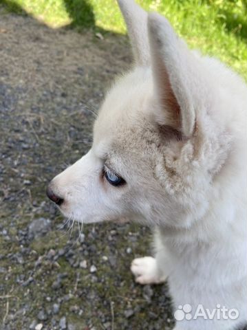 Белоснежная хаски