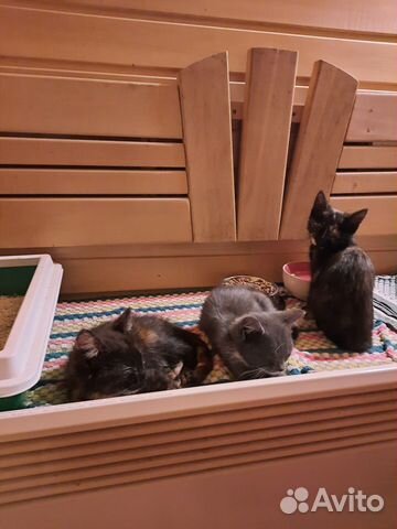 Котята на усыновление