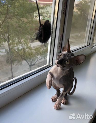 Бамбино лонг