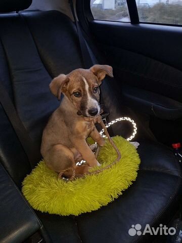 Крутой щенок