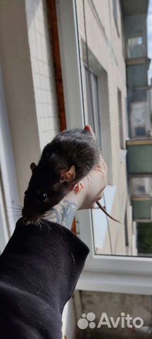 Декоративные крысы. 4 мальчика. Только стаей