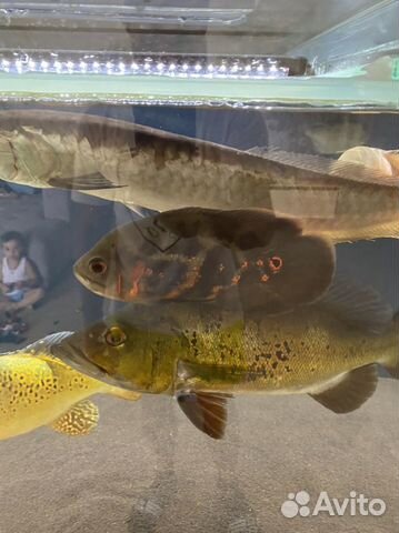 Аквариумные рыбы