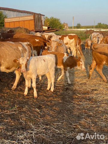 Коровы стельные сементалы