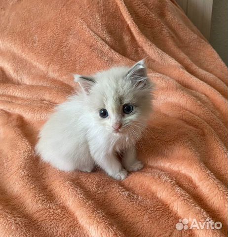 Отдам даром игривую кошечку