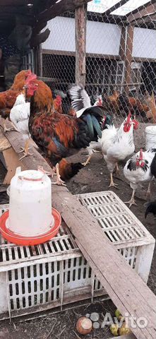 Кучинская и Адлерская петушки