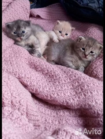 Кошки в добрые руки бесплатно
