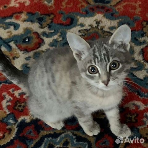 Очаровательный котенок Тучка в добрые руки