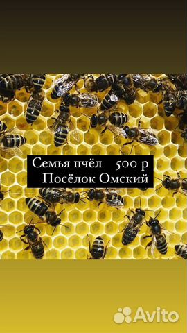 Семья пчел Карника