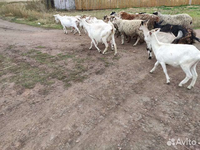 Зааненские козы