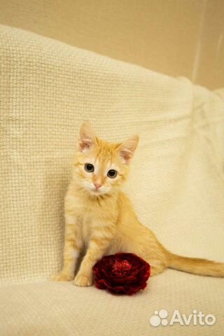 Рыжая девочка Вива 3 месяца