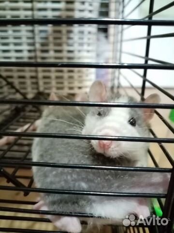 2 крысы-мальчика с клеткой и аксессуарами