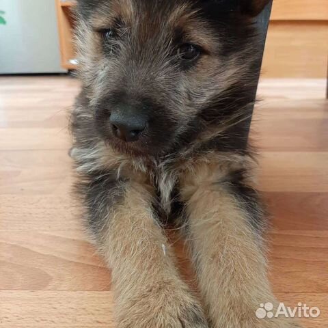Собаки бесплатно в добрые руки щенки