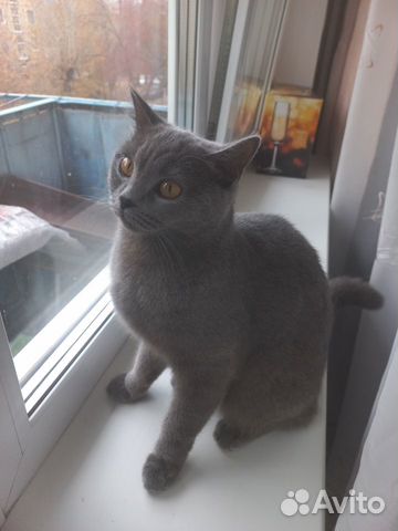 Кошка