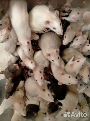 Домашние животные